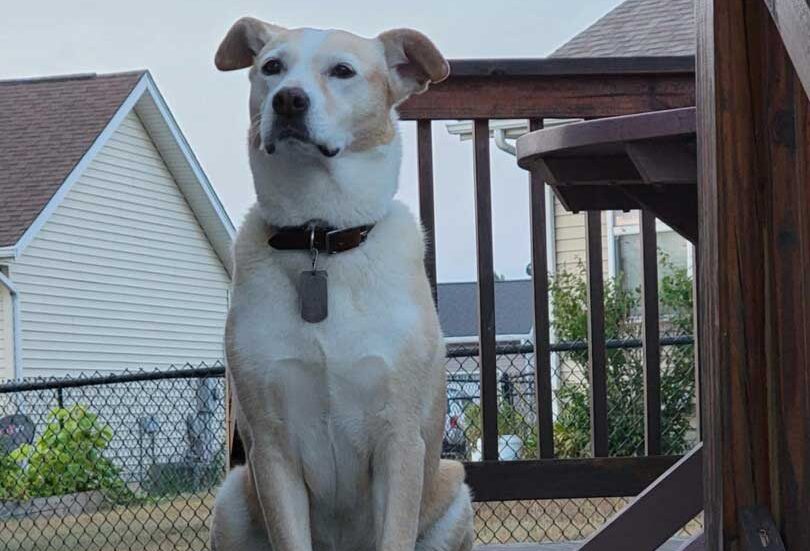 Ginger Oliver | Frey Pet Hospital