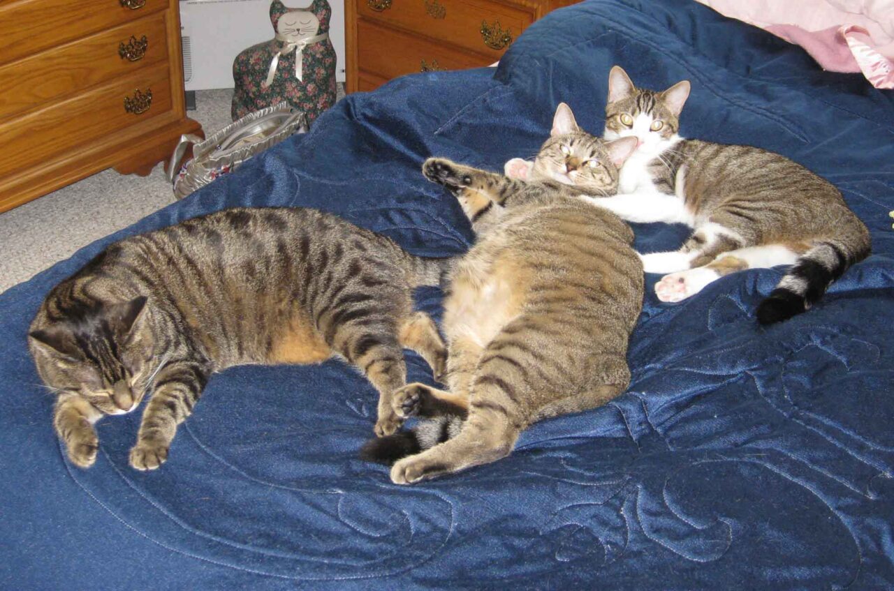 George Forgie | Frey Pet Hospital