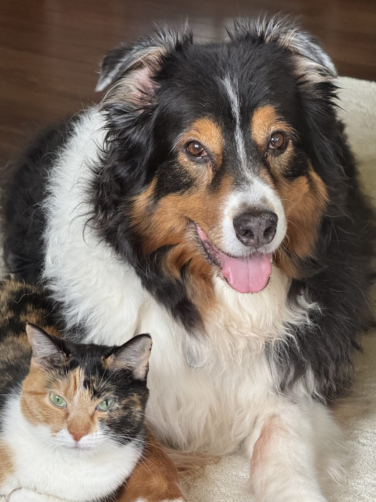 Toby | Frey Pet Hospital